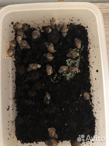 Отдам улиток