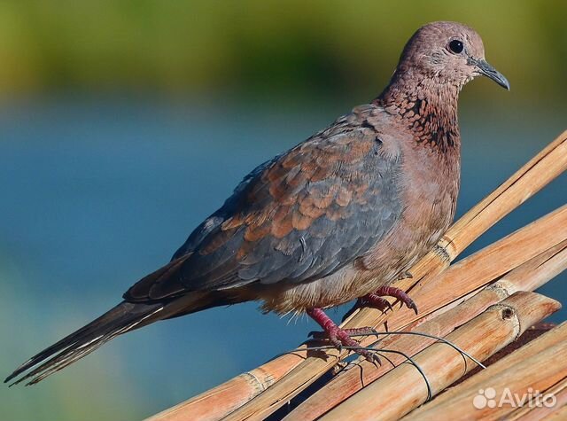 Сенегальские горлицы