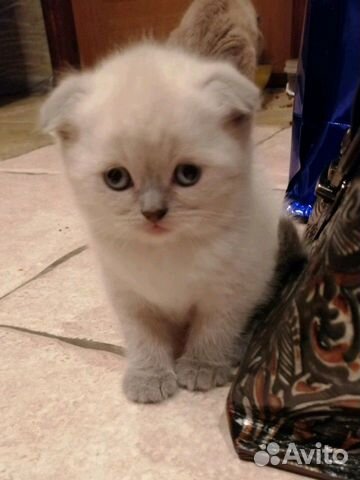 Вислоухие плюшки