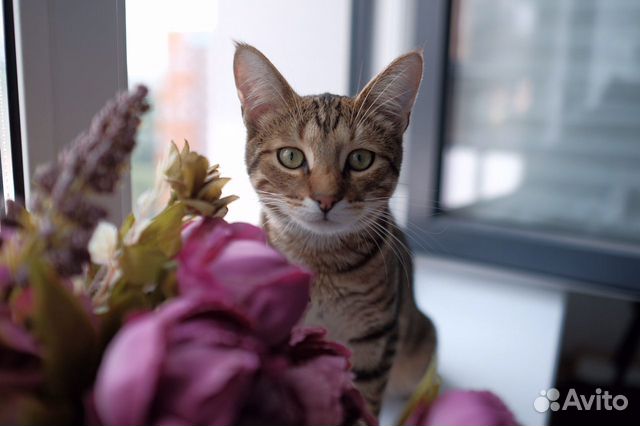 Маленький нежный Рысик