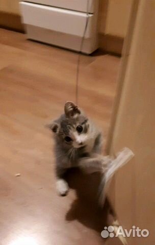 Котенок 2,5месяца с красивыми глазами