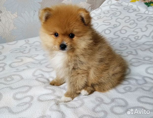 Померанский шпиц
