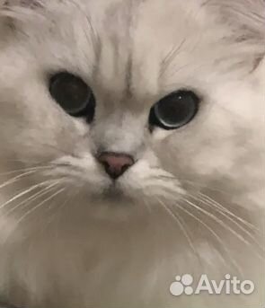 Отдам кота