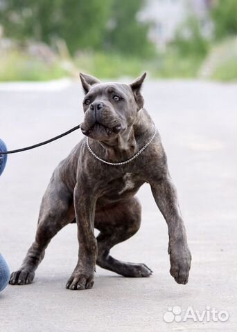 Малышка Живанши - мощь, красота и грация