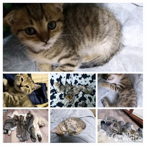 Британские котята