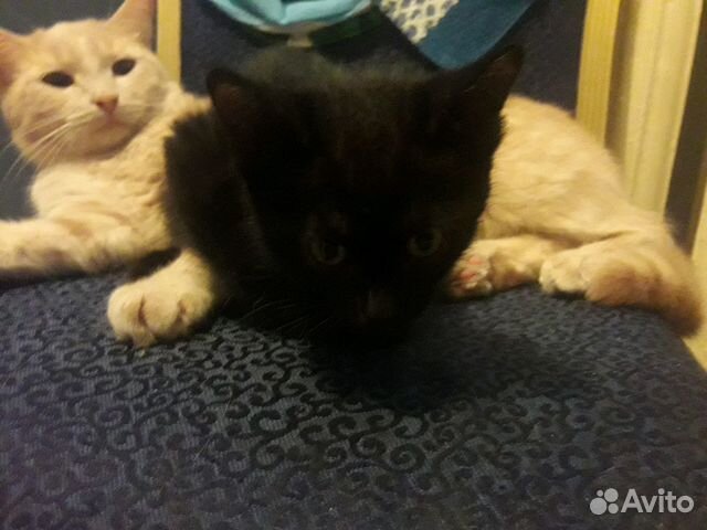 Котенок гав, ищет свой дом