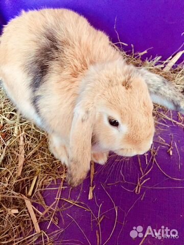 Декоративный кролик