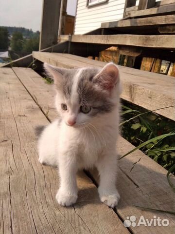 Котята 1месяц