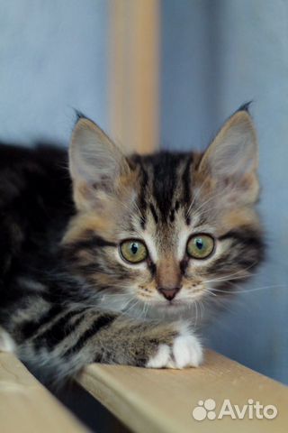 Котёнок Джессика в дар