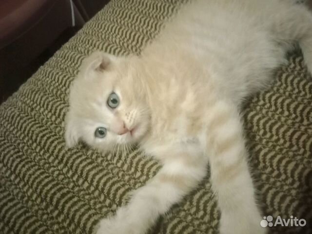 Шотланские котята