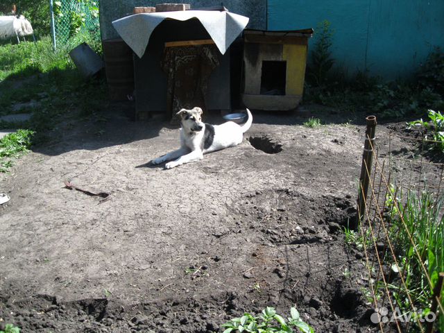 Отдам щенка 5-ти месячного