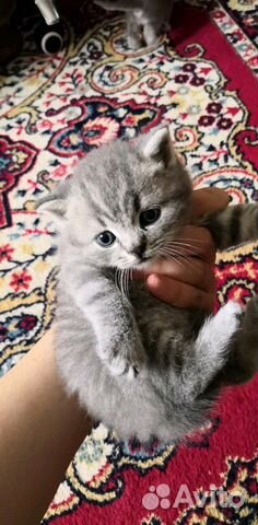 Шотландские вислоухие котята