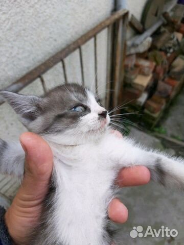 Котята,5штук