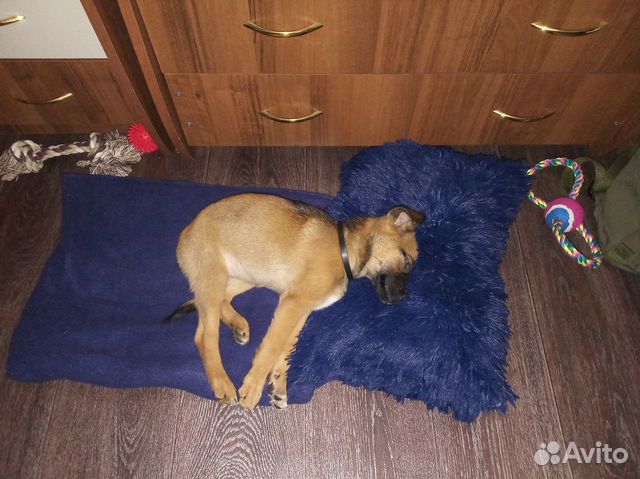 Собака в добрые руки