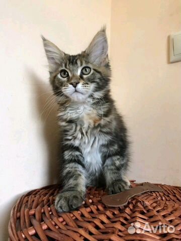 Крупные и ласковые котята мейн-кун