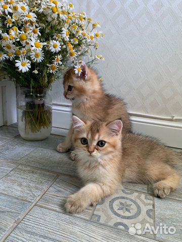 Котенок "золотая шиншила" британской породы