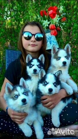 Достойные Породные Щенки Хаски