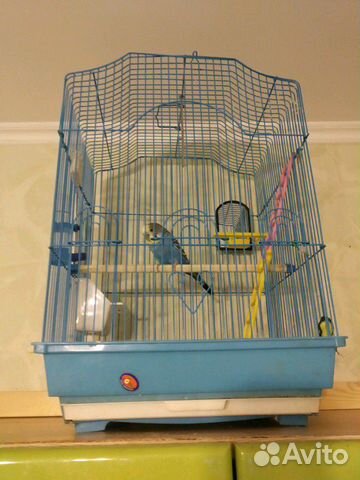 Попугай с клеткой