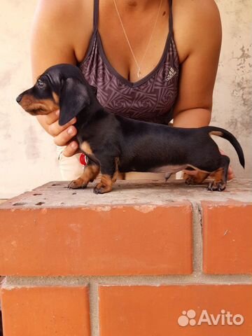 Щенки такса кроличья