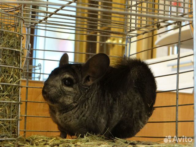 Отдам в добрые руки шиншиллу с большой клеткой