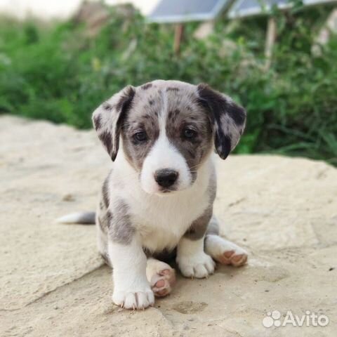 Щенки Корги Кардиган