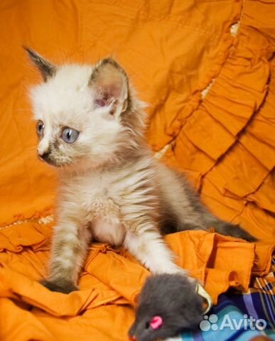 Прекрасная девочка от чудесной кошки