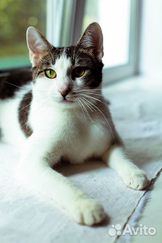Кошка Белка ищет нового хозяина