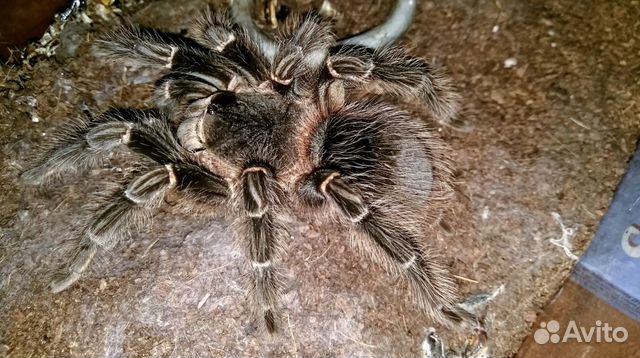 Lasiodora parahybana самка + мадагаскарские тарака