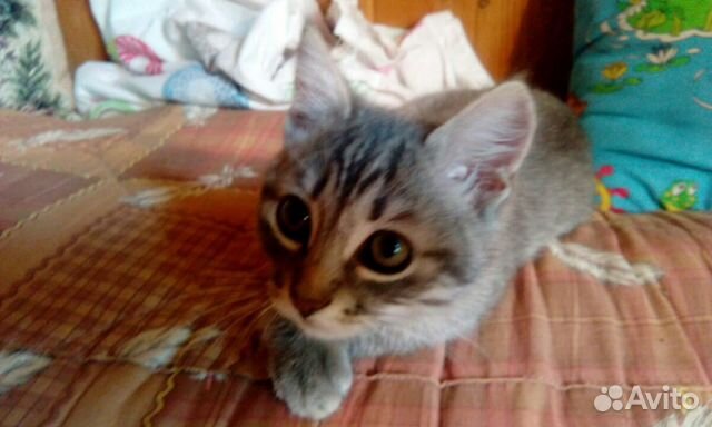 Котёнок