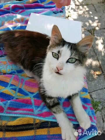 Котенок Мурзик, Севастополь