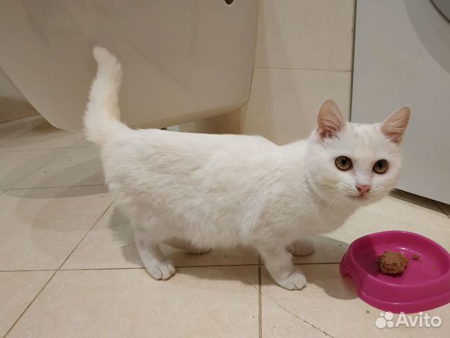 Белоснежная киса девяти месяцев ищет дом