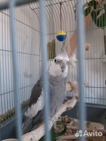 Попугай корелла черный певчий