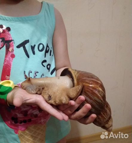 Африканские улитки Ахатины