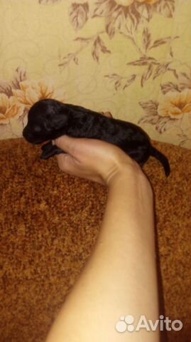 Черные пудельки