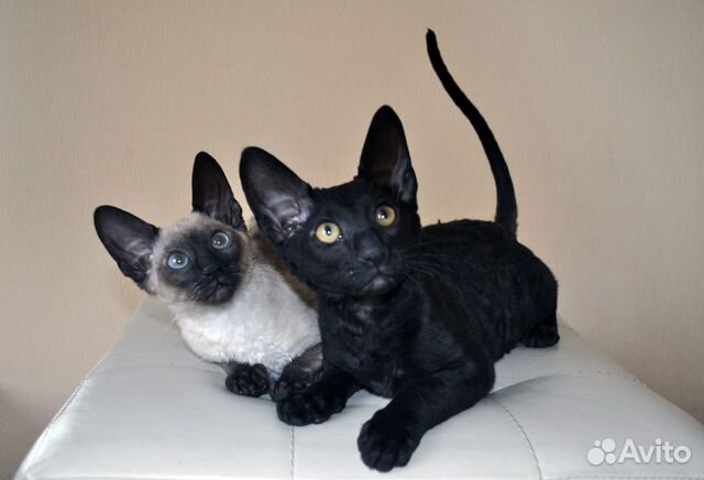 Котята породы корниш рекс