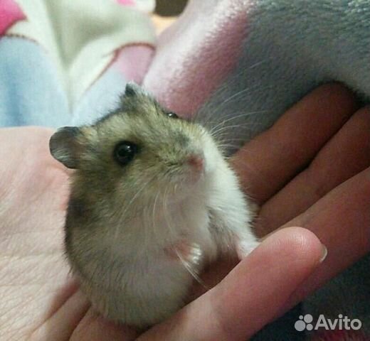 Джунгарский хомячок в дар