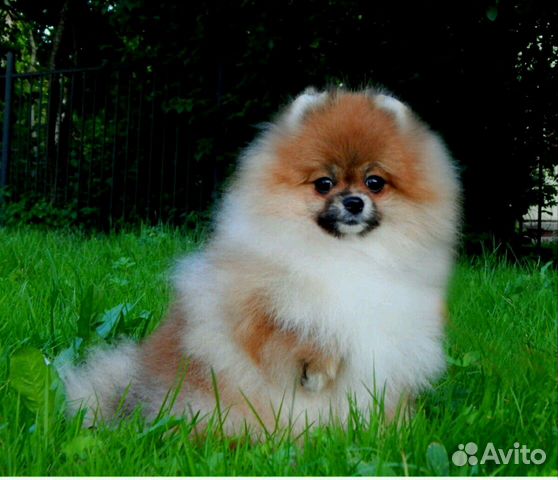 Мальчик-одуванчик шпиц