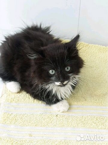 Котеночка спасли с улицы