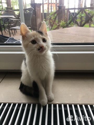 Миниатюрный котёнок