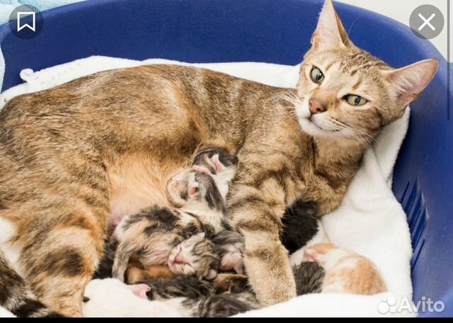Ищу кормящую кошку