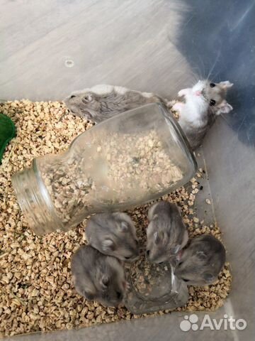 Джунгарские хомяки