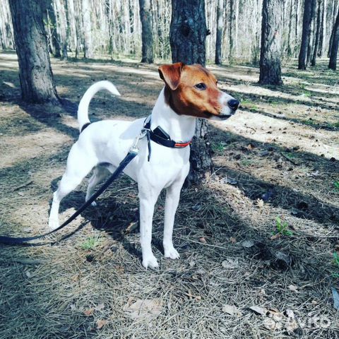 Парсон (джек) рассел терьер