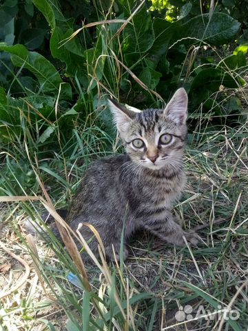 Полосатые котята в добрые руки