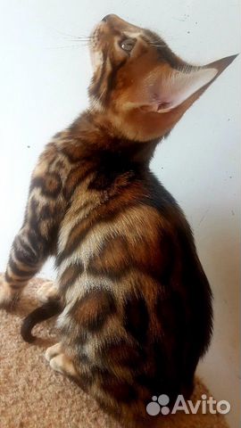 Котята бенгальские