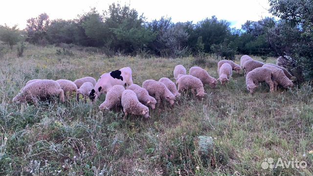 Баранчики и ярочки