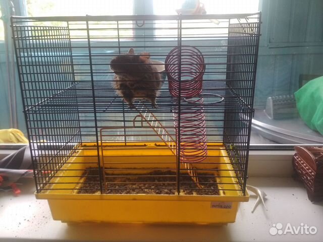 Дегу белка с клеткой