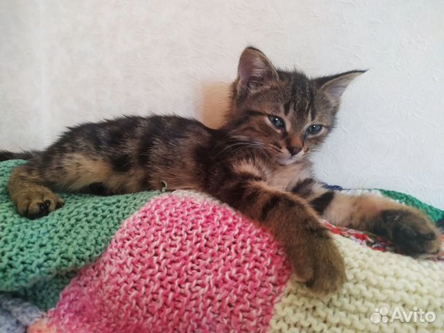 Я милый малыш, ищу дом