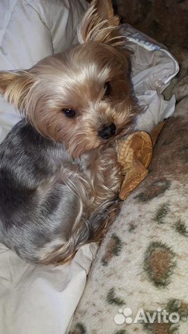 Вязка йорка мальчика