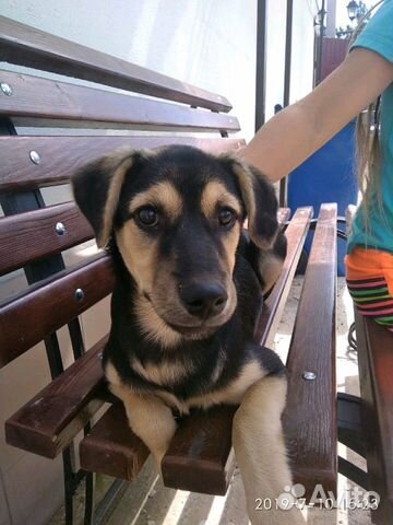 Овчаристая щенуля