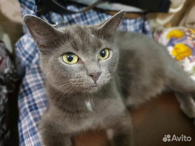 Котята русской голубой